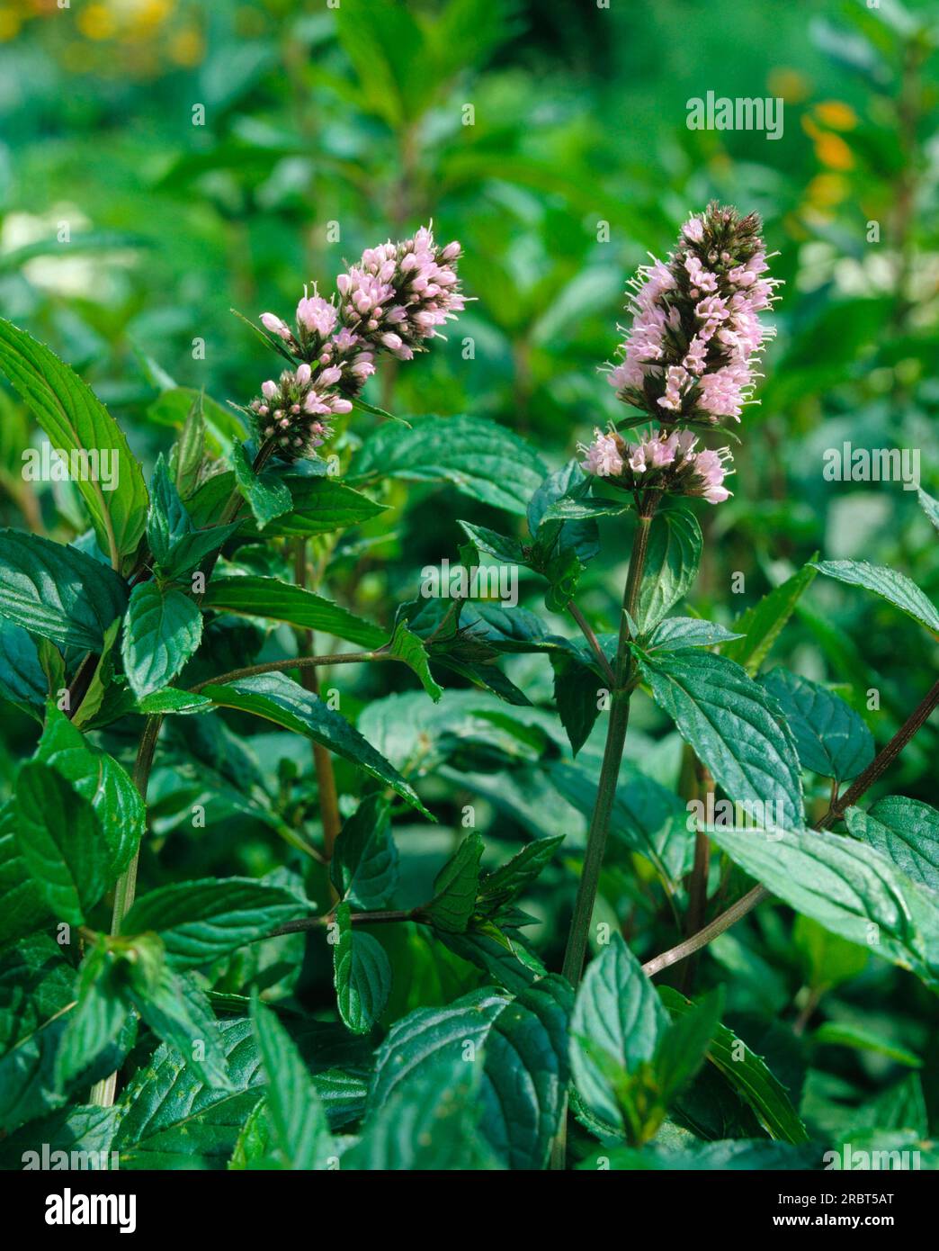 Real Peppermint ( Mentha x piperita Stock Photo - Alamy