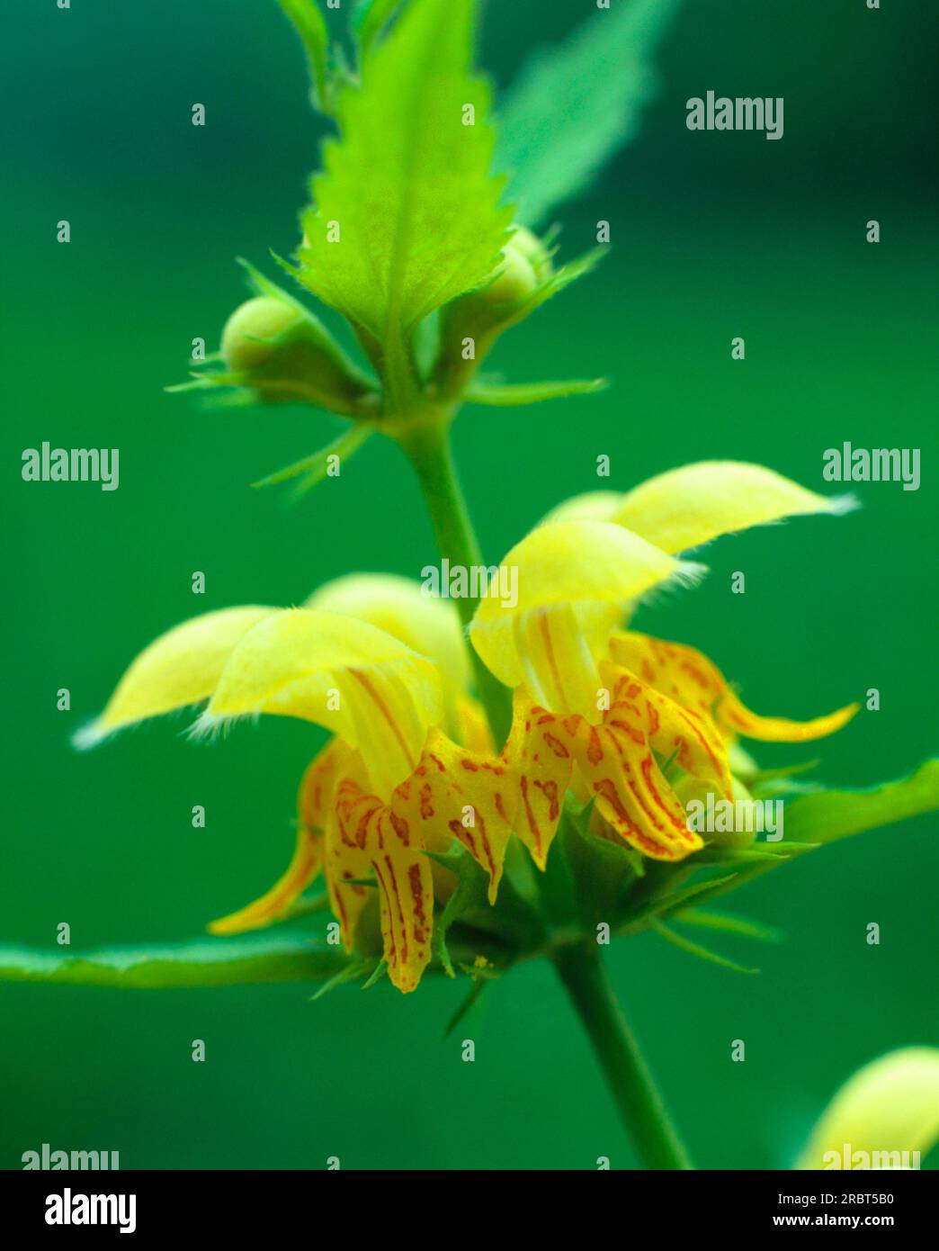 Golden nettle, yellow dead-nettle, golden dead-nettle (Lamium ...