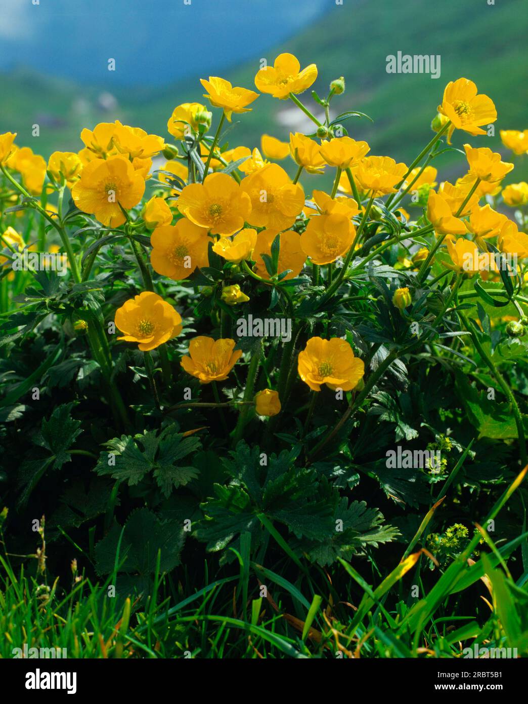 Mountain buttercup (Ranunculus montanus Stock Photo - Alamy