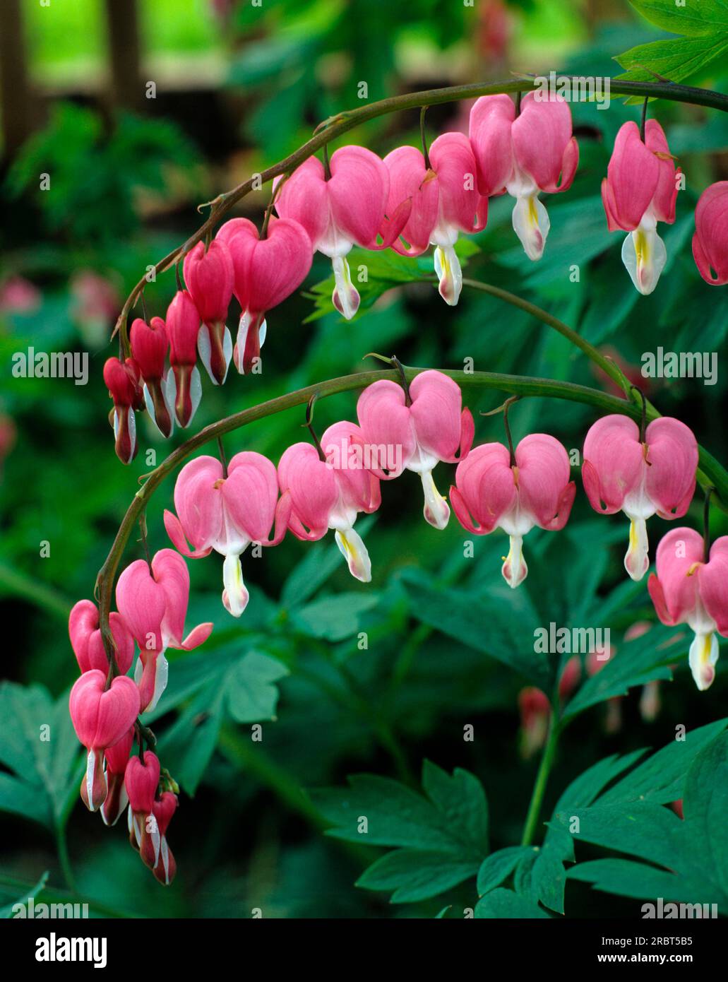 Weeping heart (Dicentra spectablilis Stock Photo - Alamy