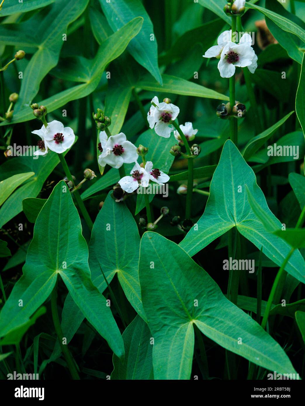 Water archer (Sagittaria sagittifolia Stock Photo - Alamy