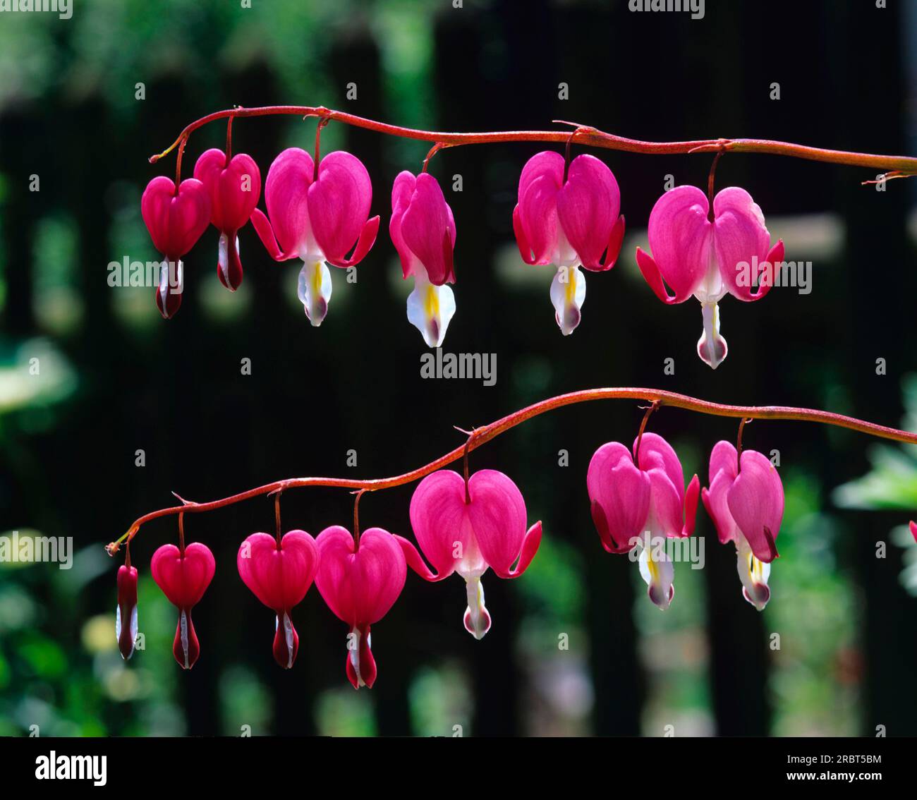 Weeping heart (Dicentra spectablilis Stock Photo - Alamy