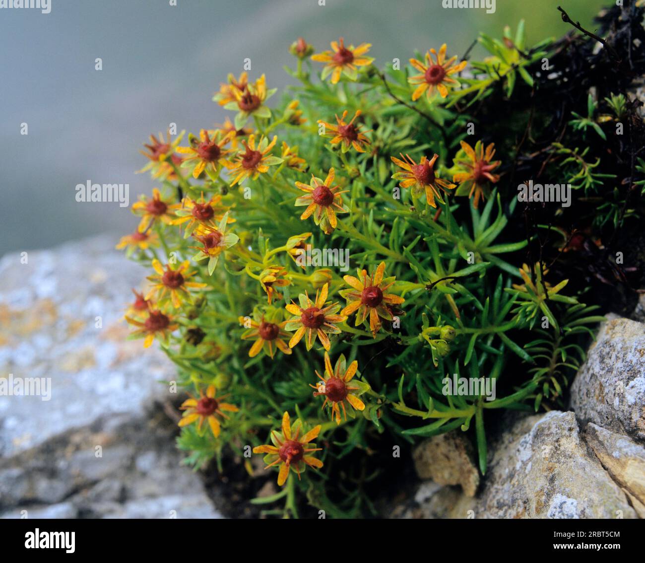 Yellow saxifrage (Saxifraga aizoides Stock Photo - Alamy