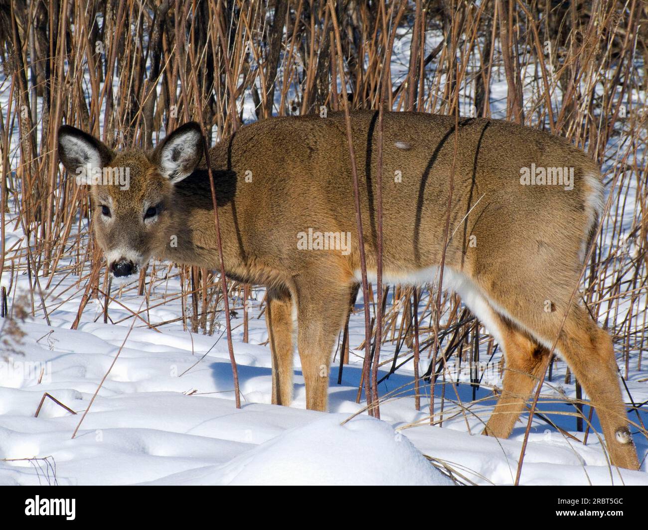 White tailed deer (Odocoileus virginianus), Quebec, Canada Stock Photo ...