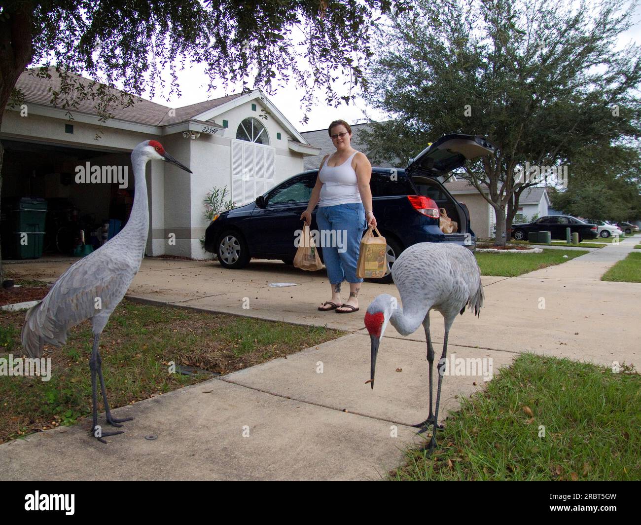 Woman and Sandhill cranes (Grus canadensis), Lutz, Florida, USA Stock ...