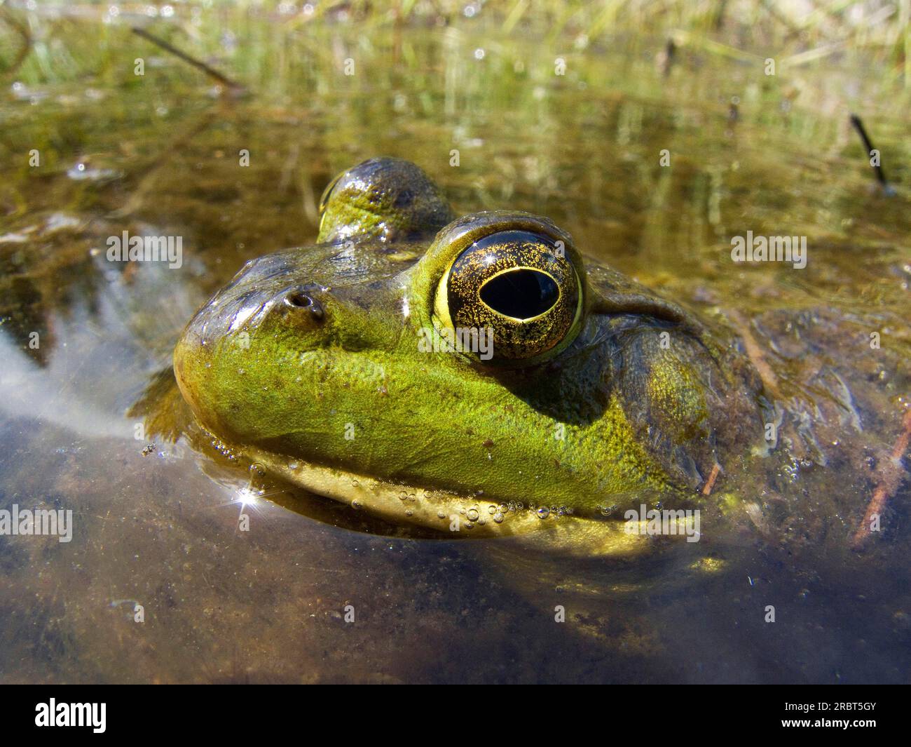American Bullfrog (Rana catesbeiana), La Mauricie National Park, Quebec ...