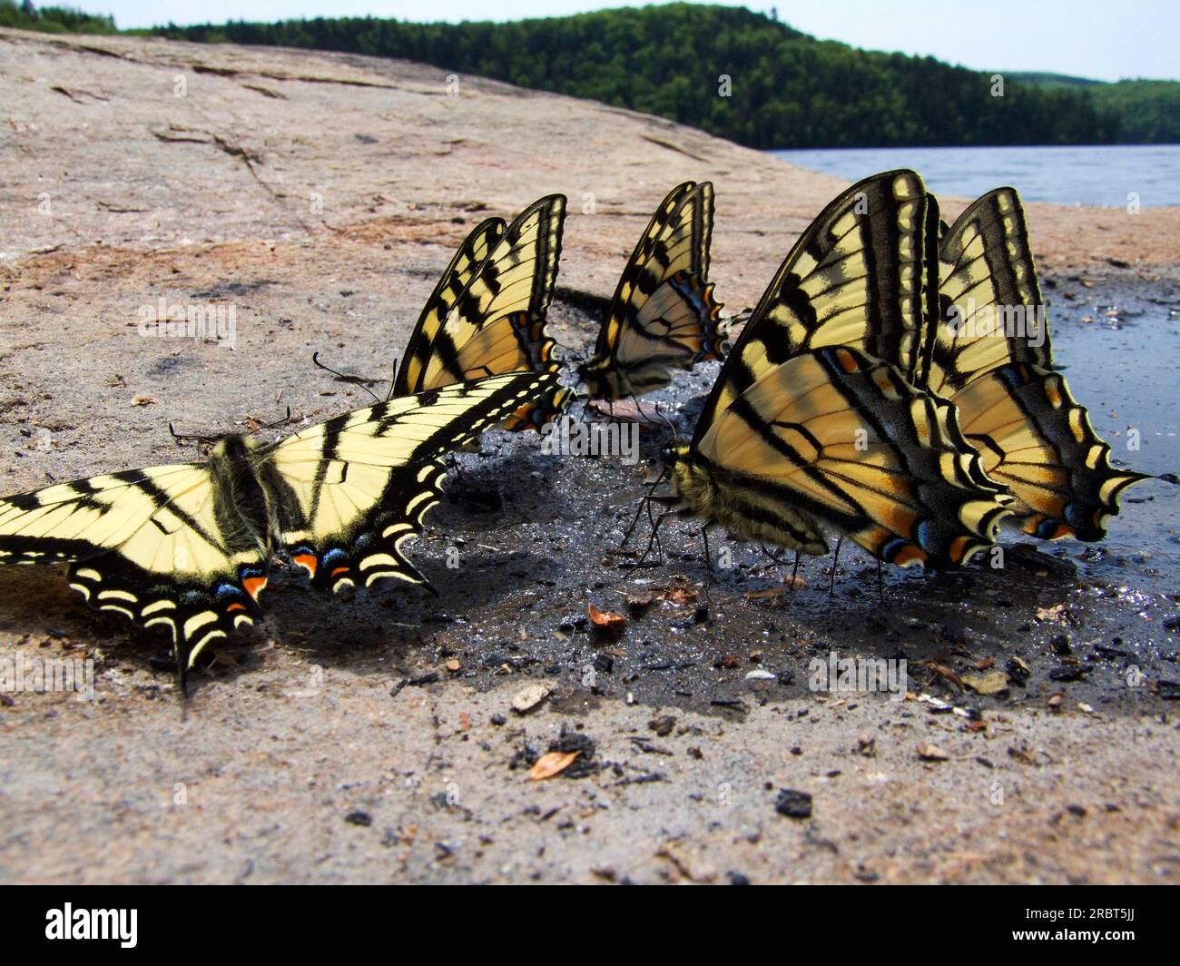 La Mauricie National Park, Quebec, Eastern Tiger Swallowtail (Papilio ...