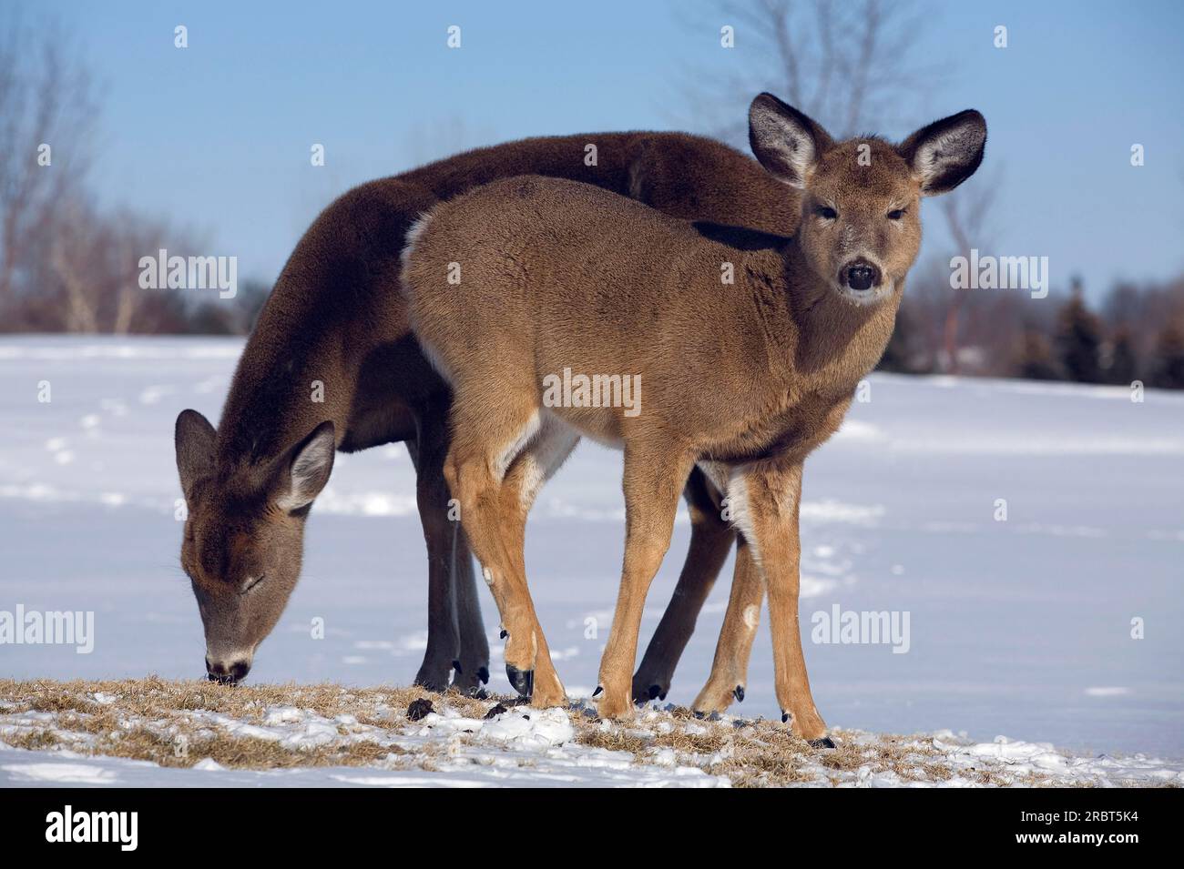 White tailed deer (Odocoileus virginianus), female and young, Quebec ...