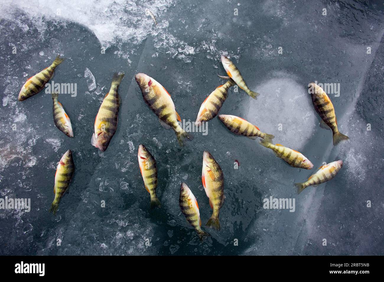 Yellow perch hi-res stock photography and images - Alamy