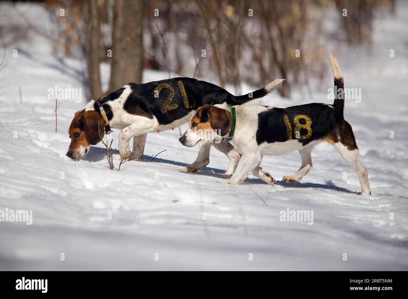Beagles with number on fur, St. Pierre de Sorel, Quebec, Canada Stock ...