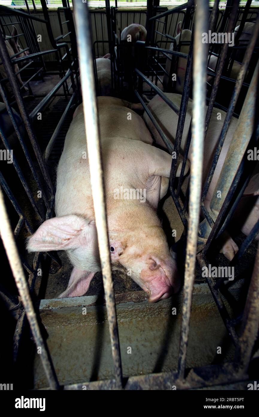 Domestic pig, pregnant sow in barn, Gaspor farm, St Canuc, Quebec, sow ...