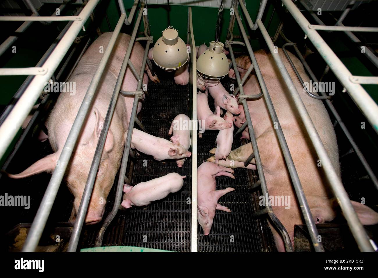 Domestic pigs, sow with piglets in pen, Gaspor farm, St Canuc, Quebec ...