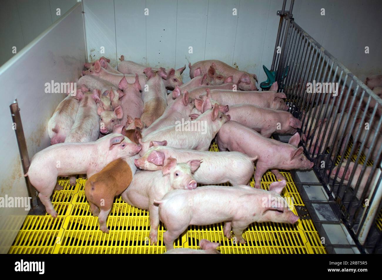 Domestic pigs, piglets in barn, Gaspor farm, St Canuc, Quebec, pig ...