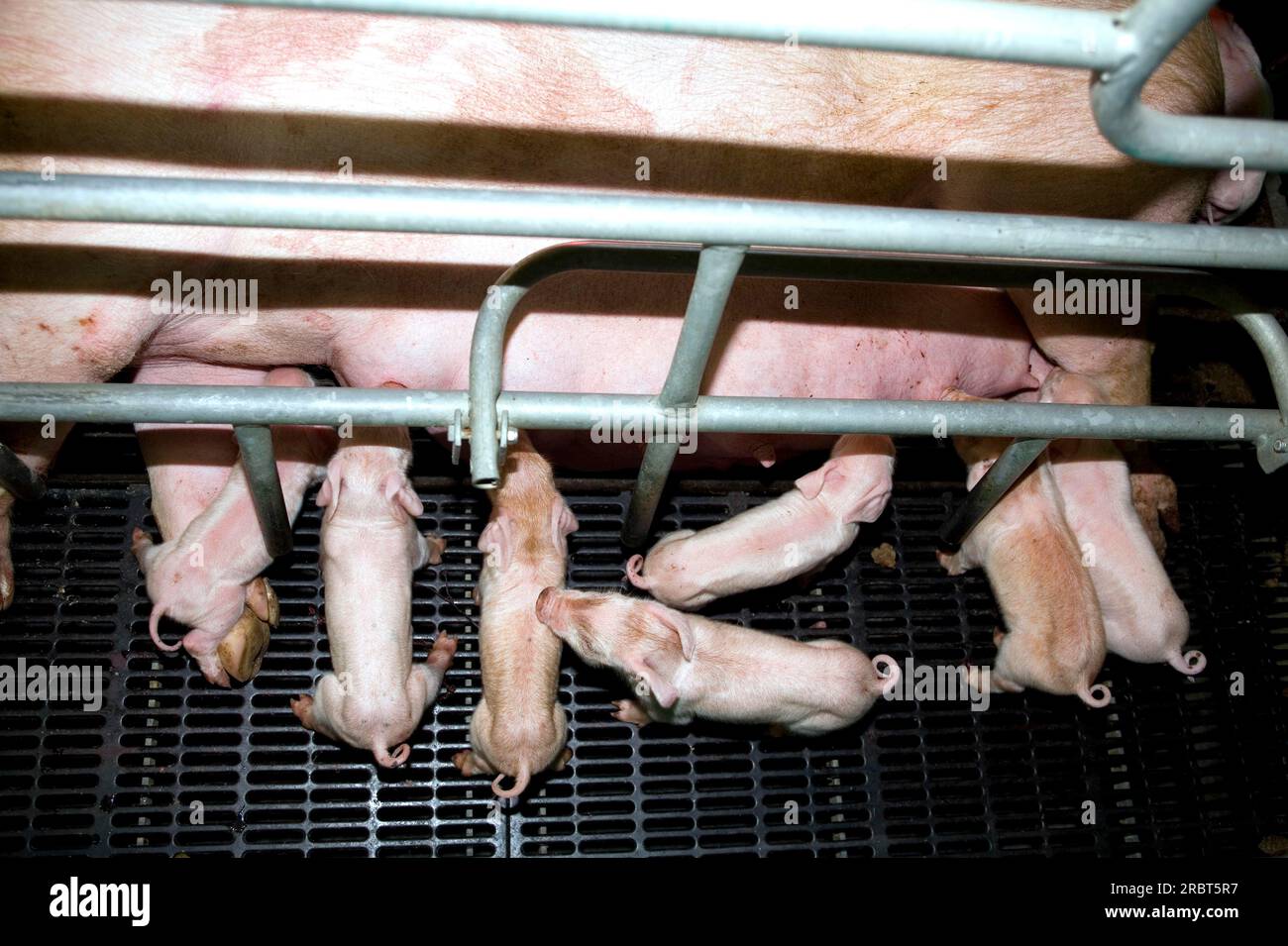 Domestic pigs, sow with piglets in pen, Gaspor farm, St Canuc, Quebec ...