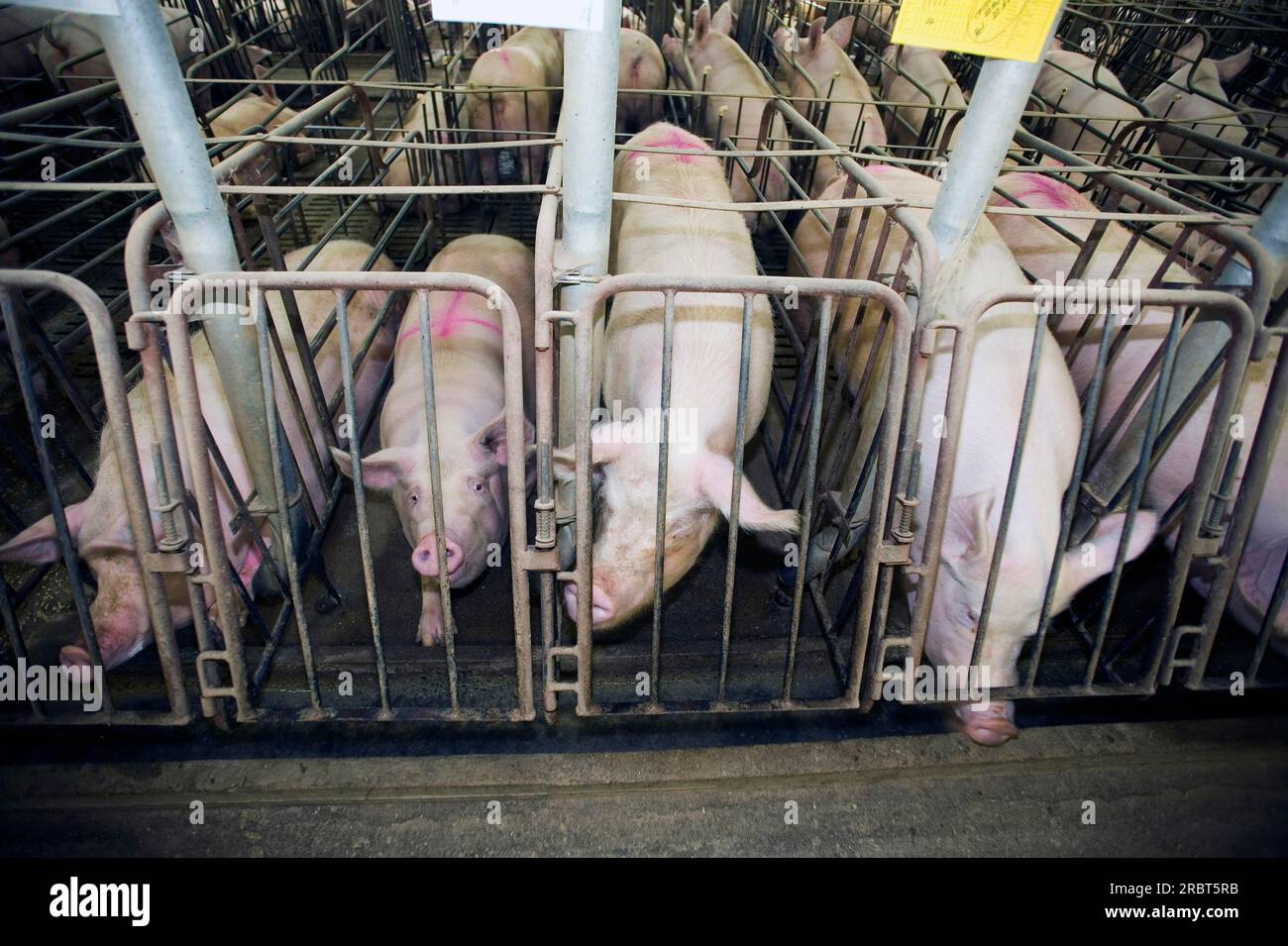 Domestic pigs, sows in barn, Gaspor farm, St Canuc, Quebec, sow, pig ...
