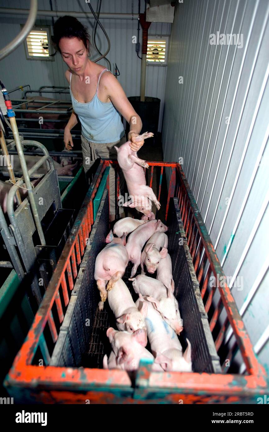 Domestic pigs, weaned piglets in pen, woman holding piglet by leg ...