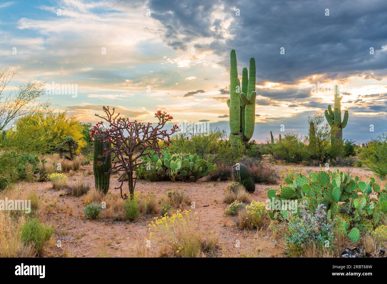Desert Scene with Cactus Plant(2 Stock Photo - Alamy