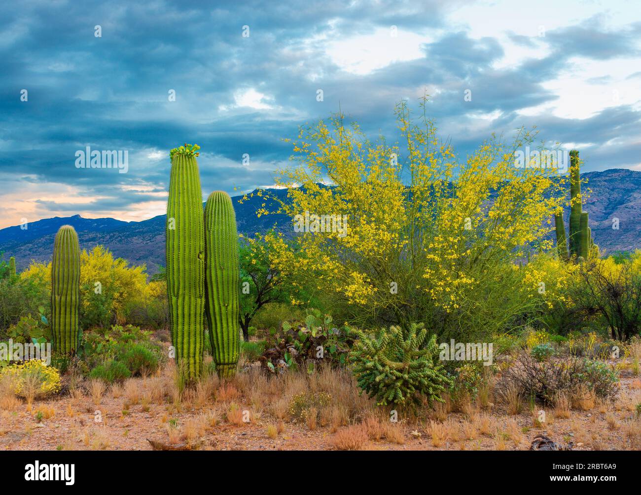 Spring in the desert hi-res stock photography and images - Alamy