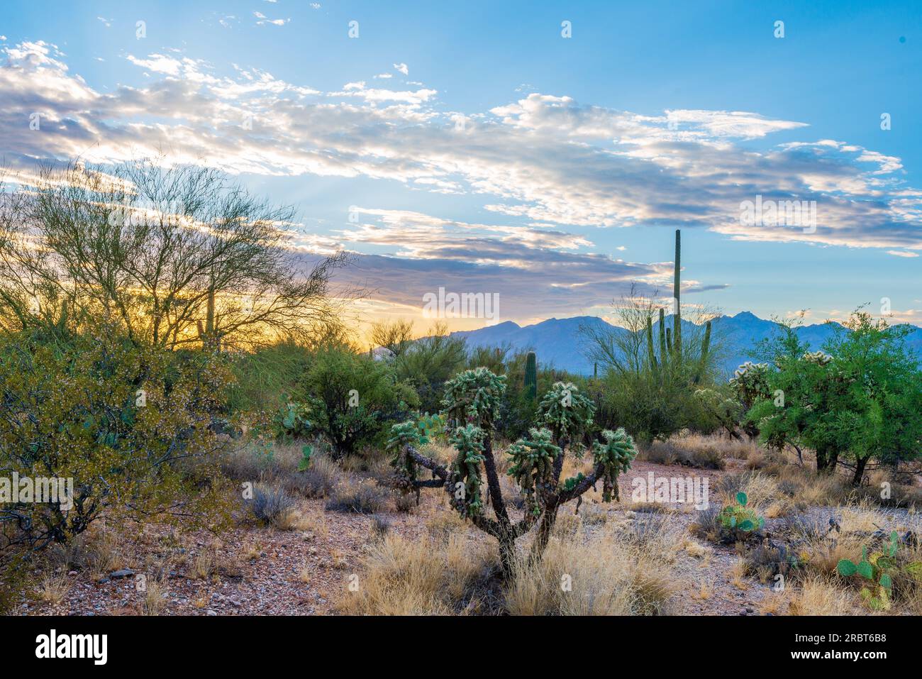 Desert Scene with Cactus Plant(1 Stock Photo - Alamy