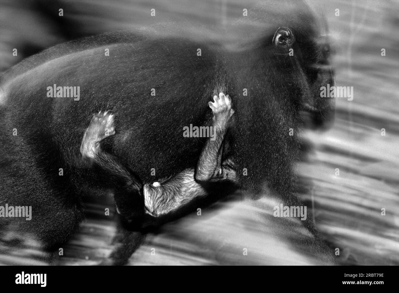 Primate reproductive cycle hi-res stock photography and images - Alamy