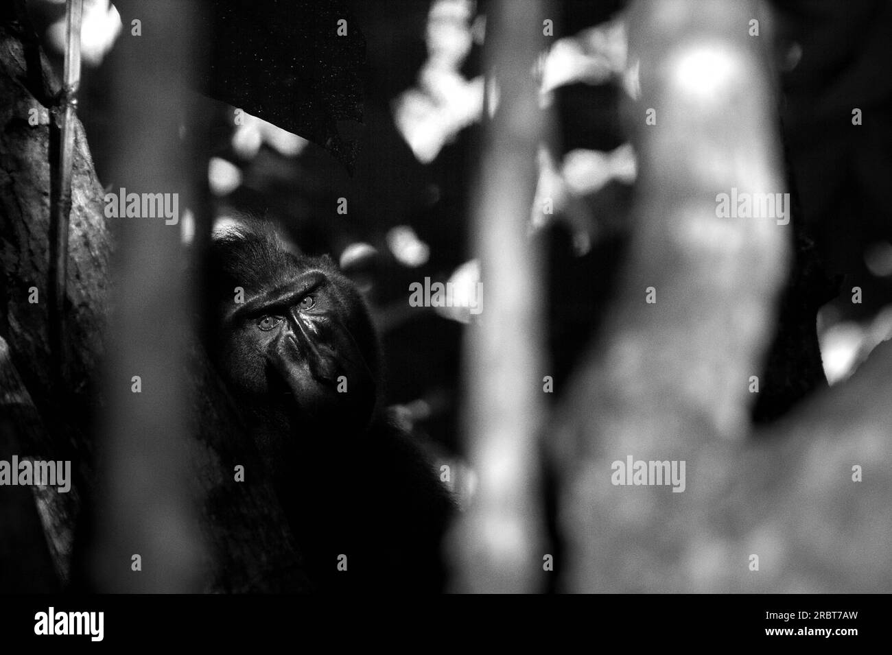 Gradually change Black and White Stock Photos & Images - Alamy