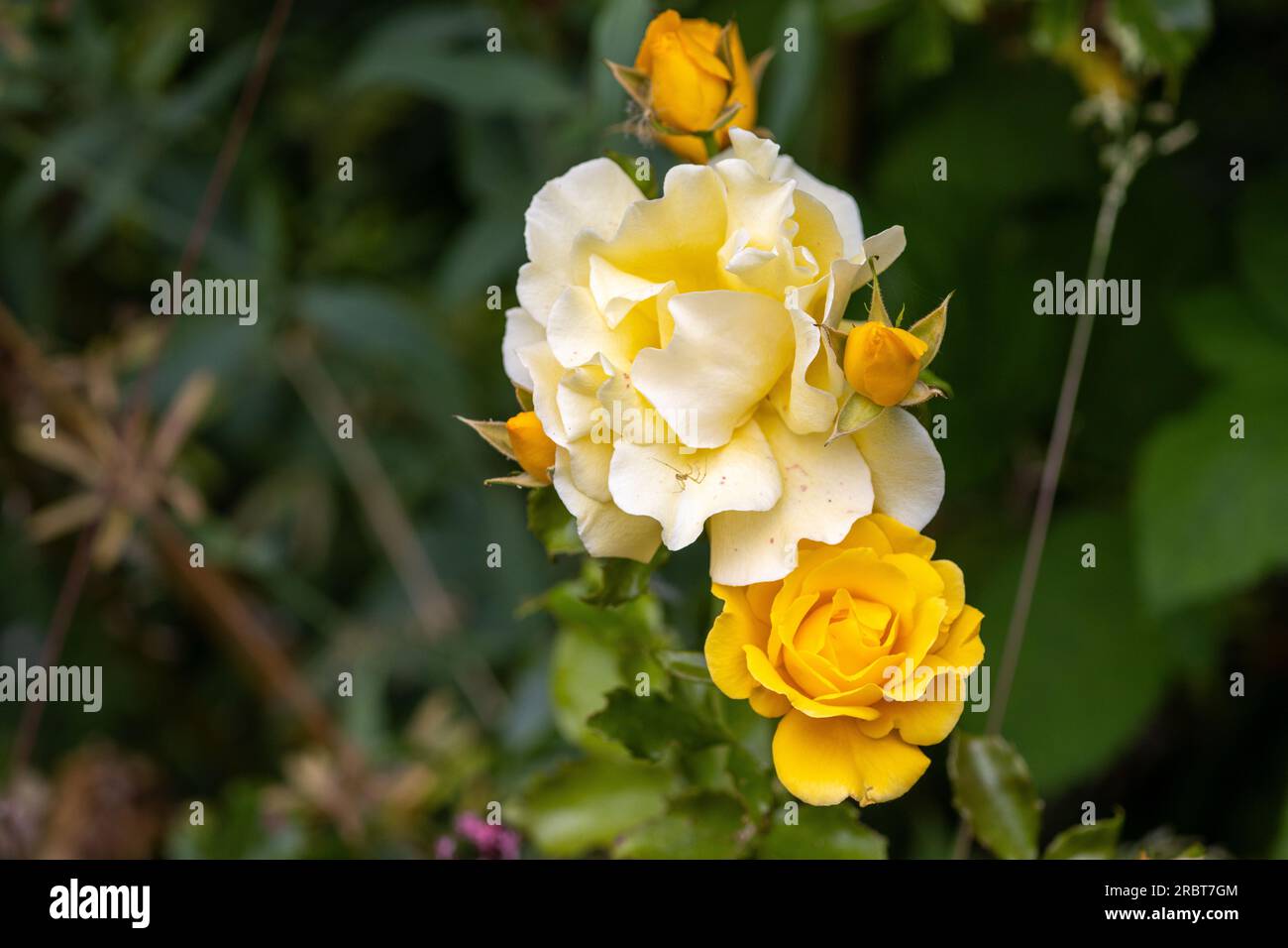 Good luck rose hi-res stock photography and images - Alamy