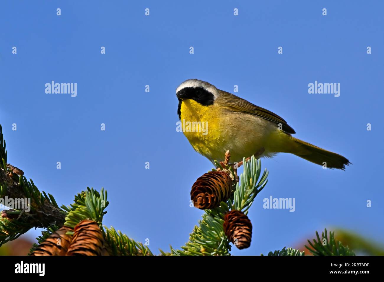 A Common Yellow-throat Warbler "Geothlypis trichas", perched on the top ...