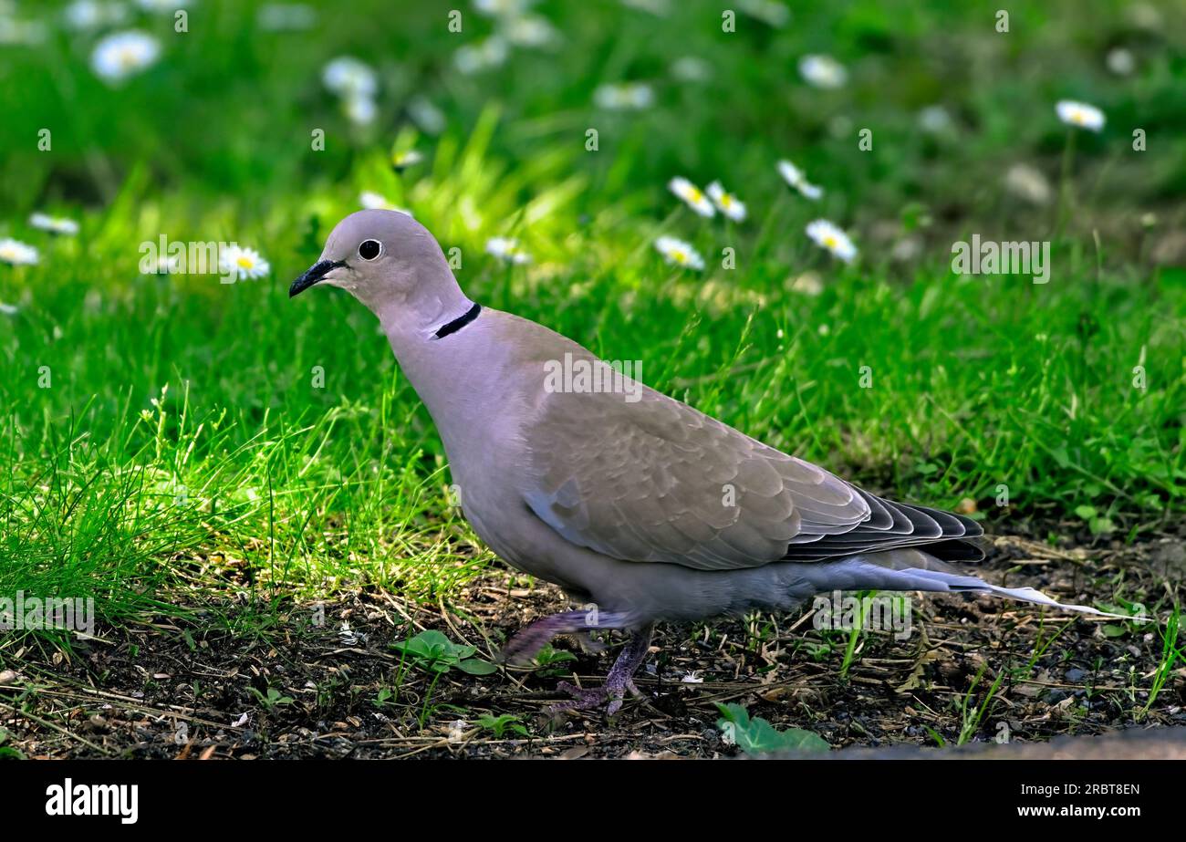 A side view of a wild Eurasian Collared Dove " Streptopelia decaocto ...