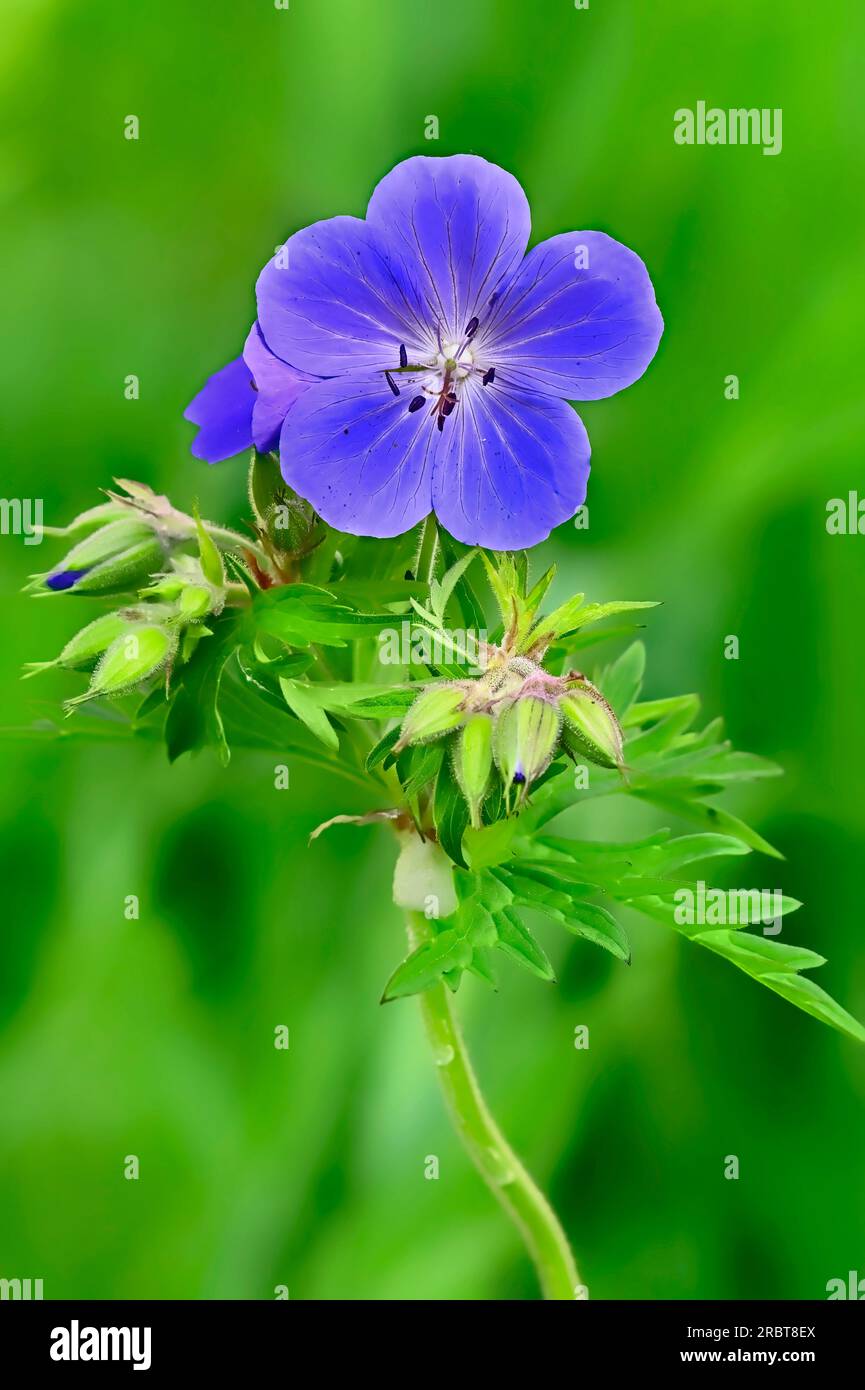 A vertical image of a Meadow Crane's- Bill, "Geranium pratense ...