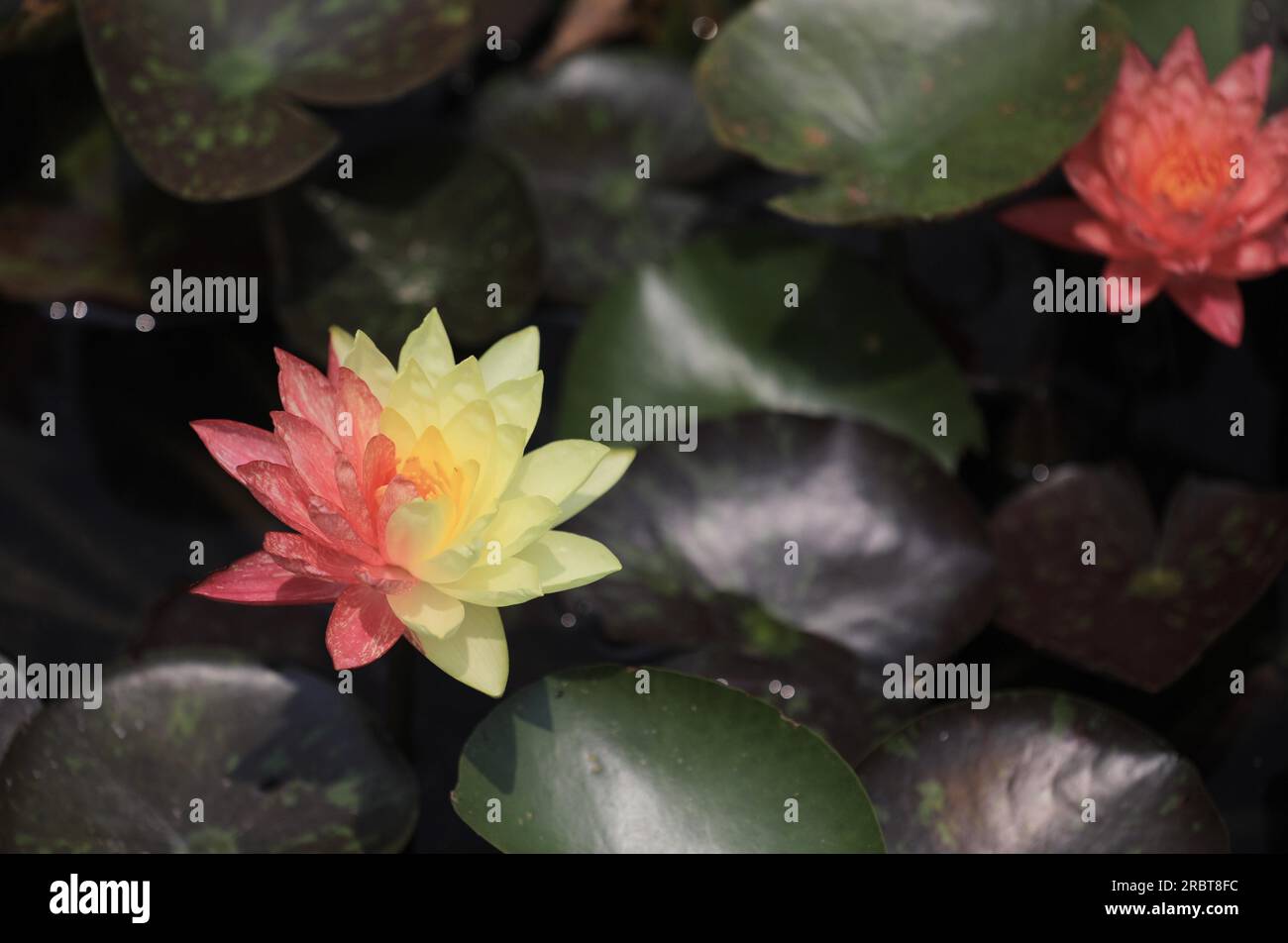 **CHINESE MAINLAND, HONG KONG, MACAU AND TAIWAN OUT** A water lily with ...