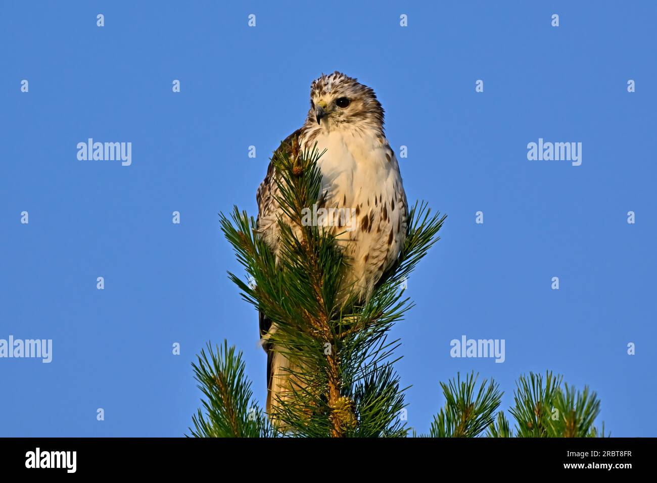Immnature hi-res stock photography and images - Alamy