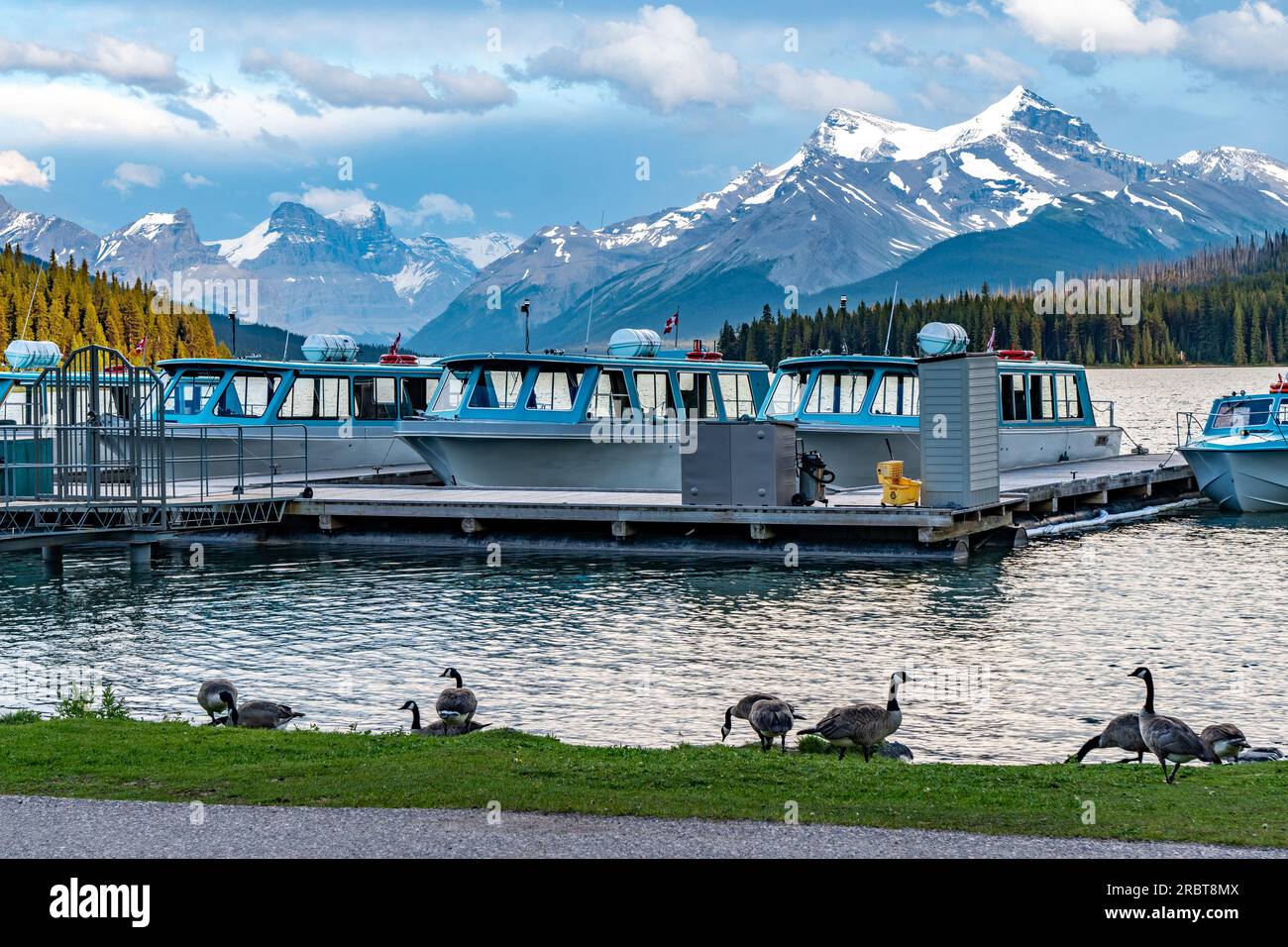 Tour boats tied to a doc for the night, Canada geese foraging in the ...