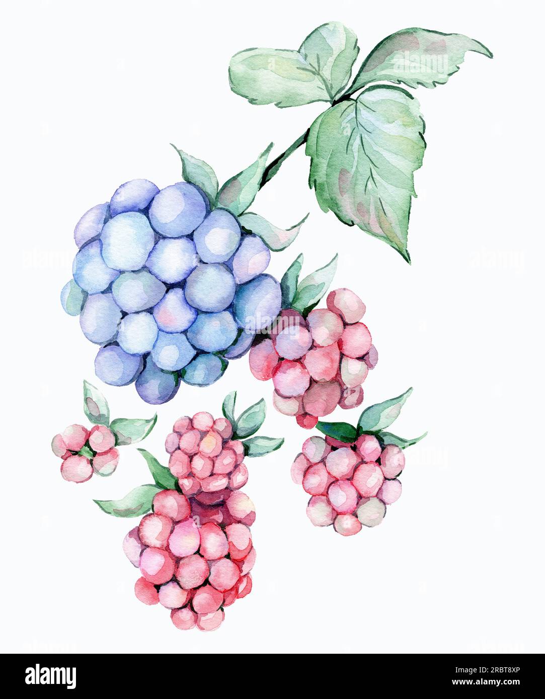 Watercolor hand-drawn raspberries illustration Stock Photo - Alamy