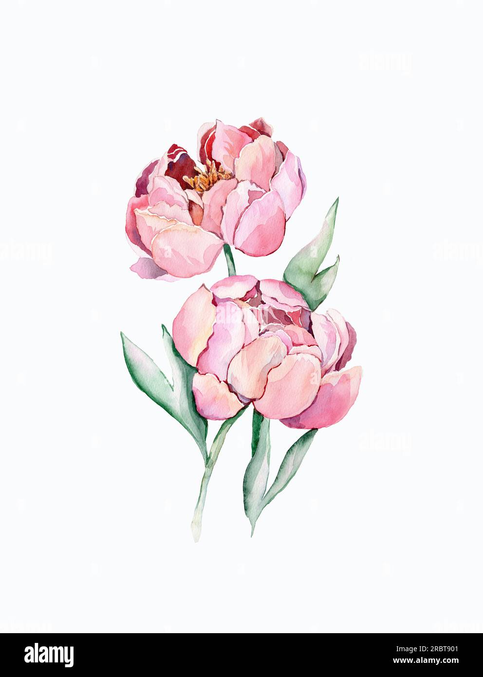 Floral illustration watercolor pink Cut Out Stock Images & Pictures - Alamy