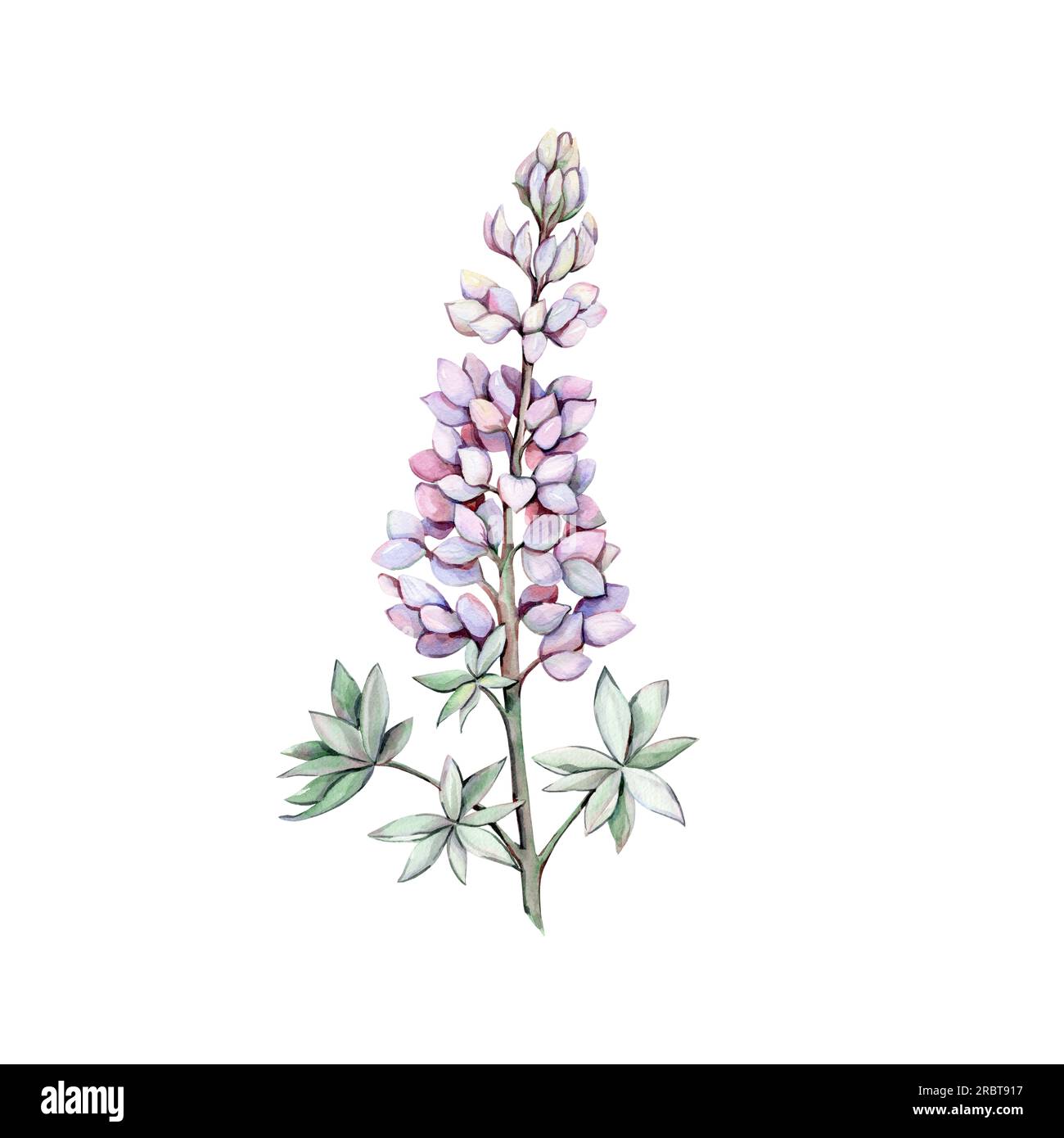 Watercolor illustration lupin. Flower illustration Stock Photo - Alamy
