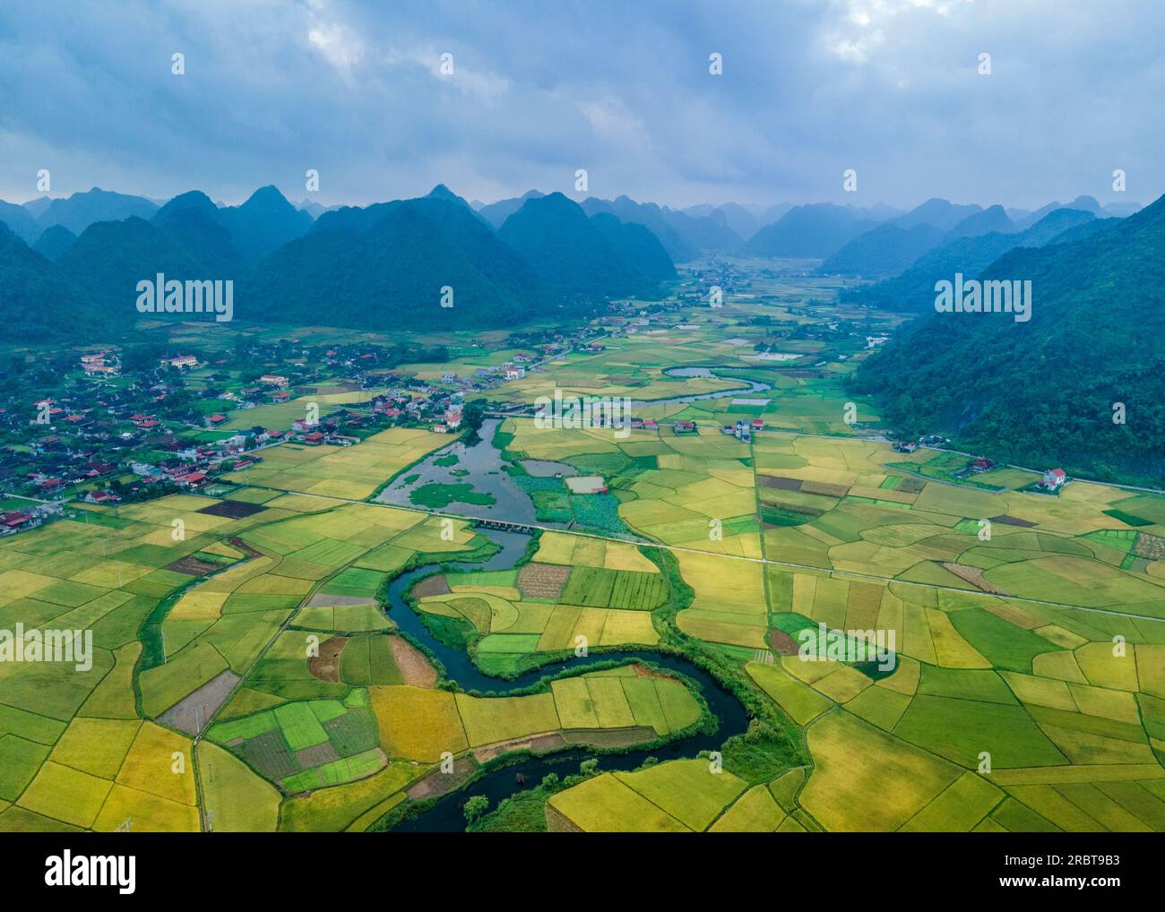 Ripen rice fields in Bac Son valley, Vietnam Stock Photo - Alamy