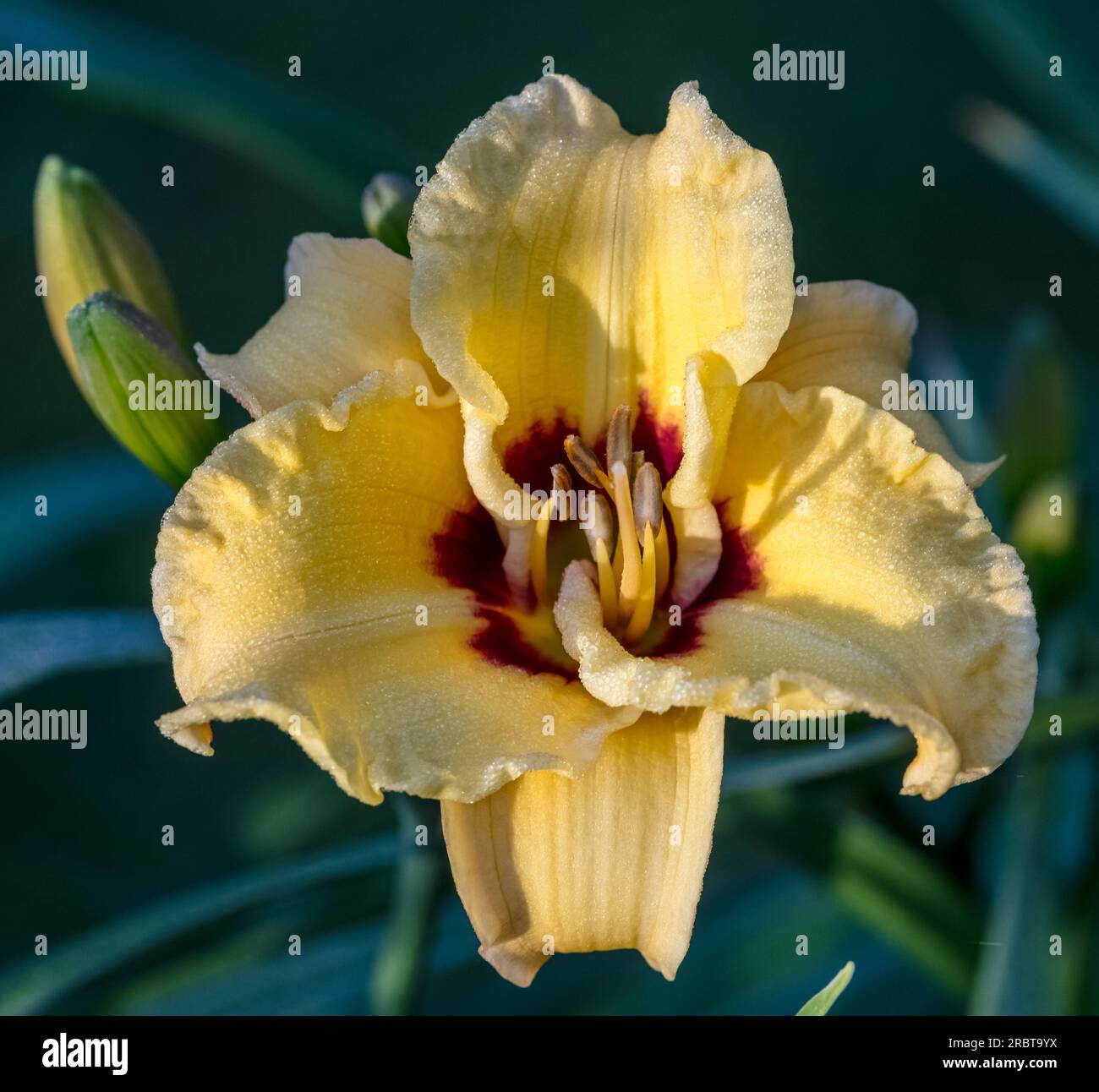 'Bumble Bee' Miniature daylily, Daglilja (Hemerocallis Stock Photo - Alamy