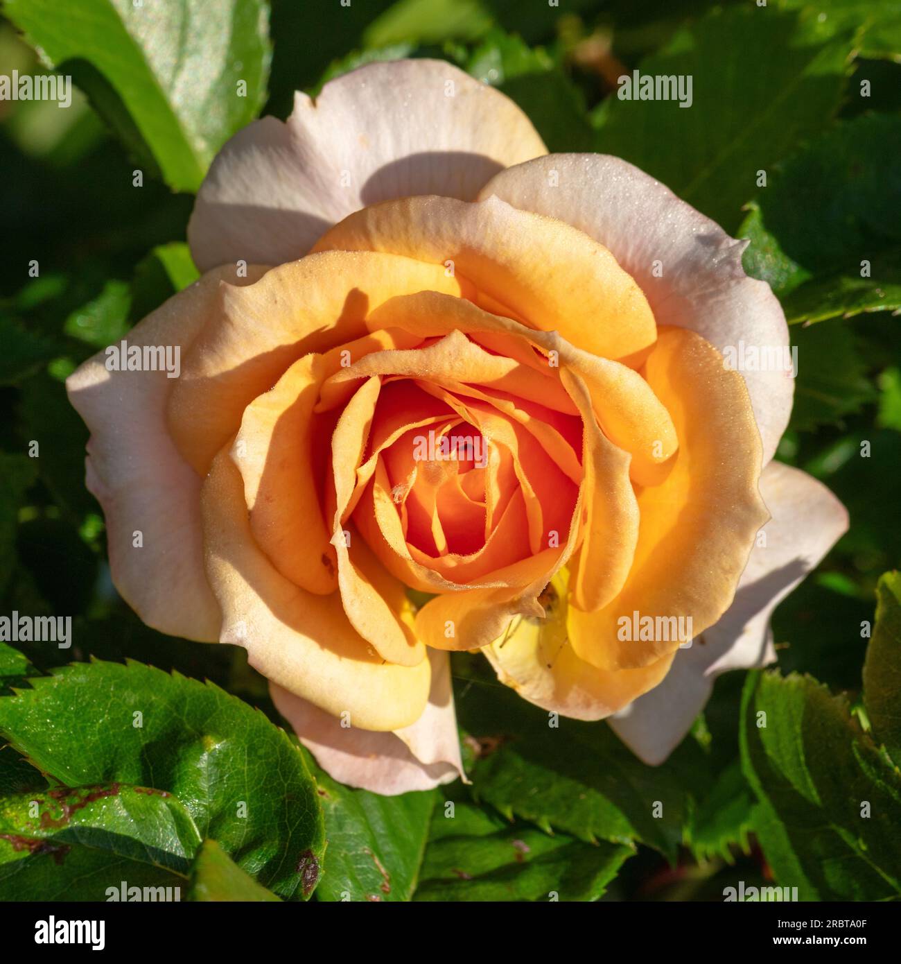 Rosa shade hi-res stock photography and images - Alamy