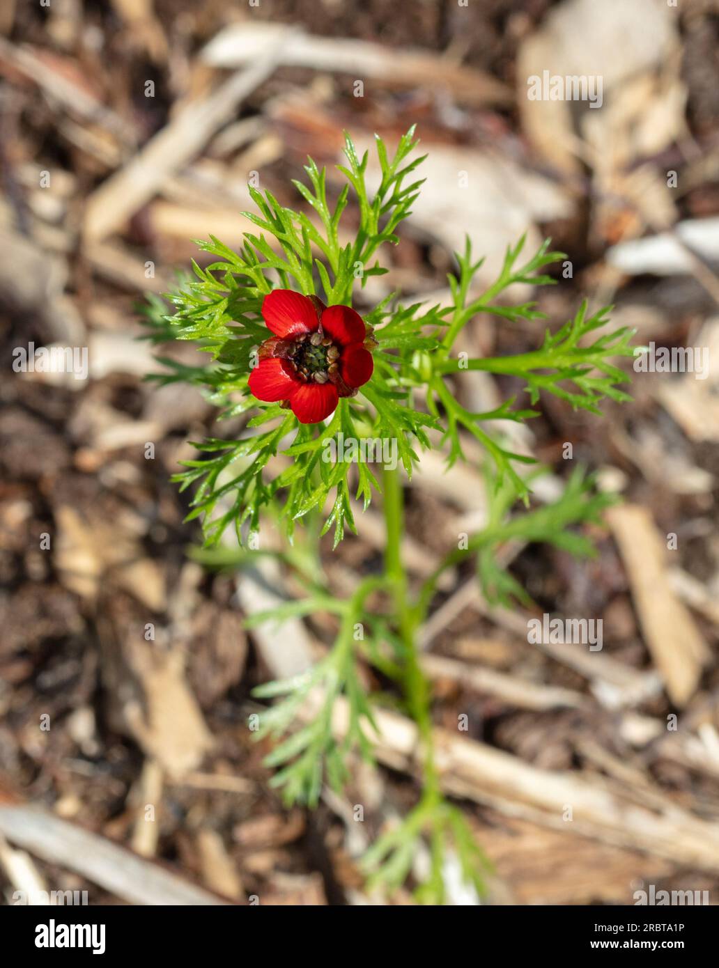 Summer pheasant's-eye, Sommaradonis (Adonis aestivalis Stock Photo - Alamy