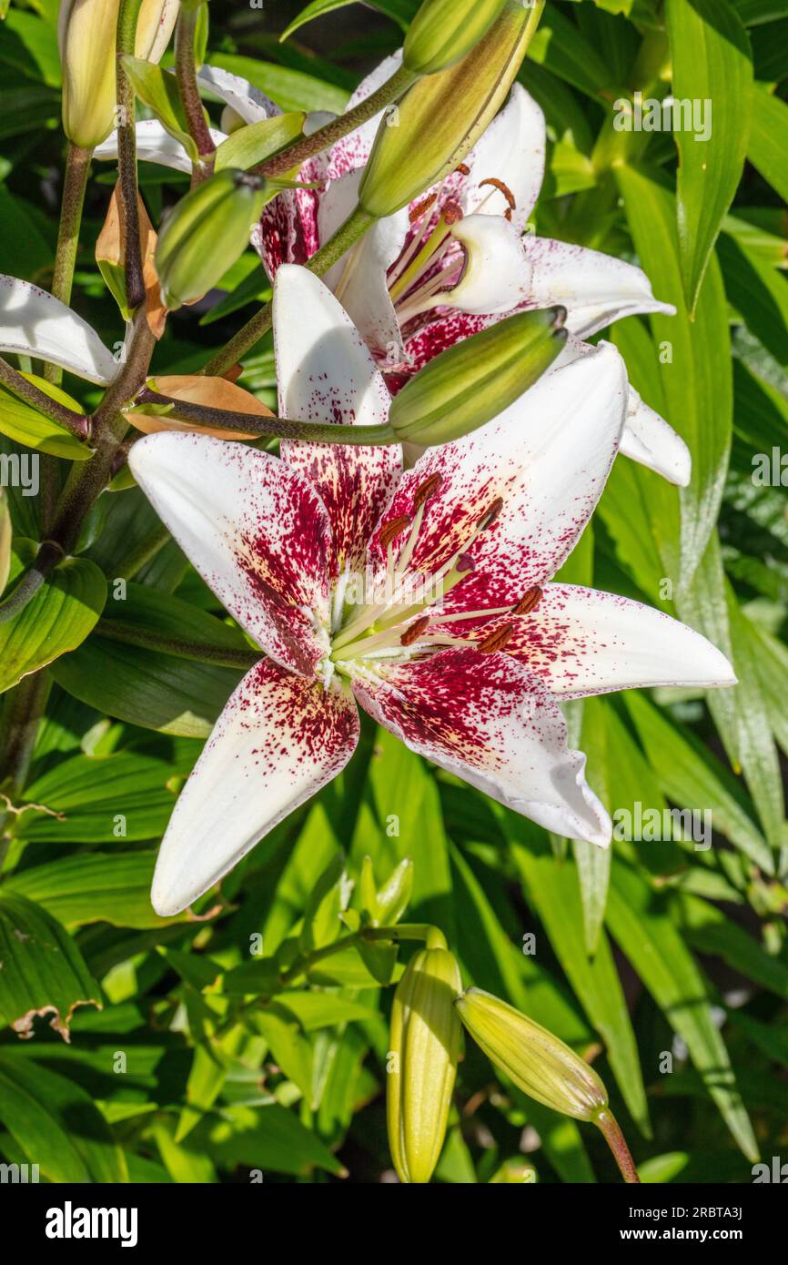 'White Pixels' Asiatic Lily, Asiatisk lilja (Lilium asiatica Stock ...
