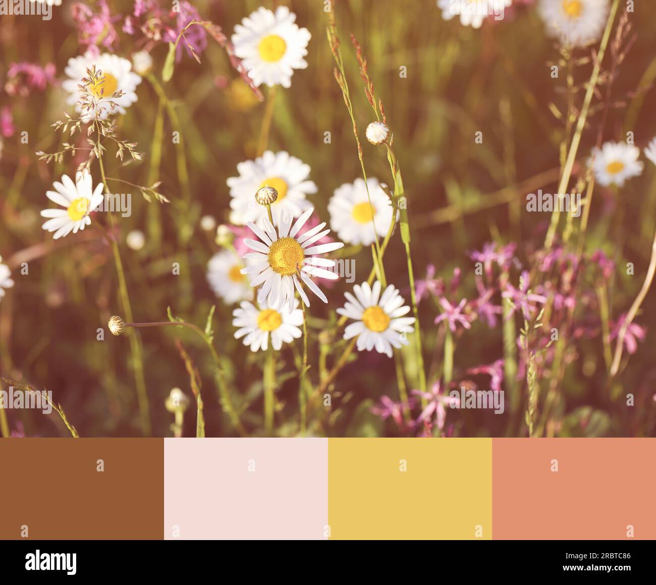 color matching palette, magazine collage style, artistic mood board ...