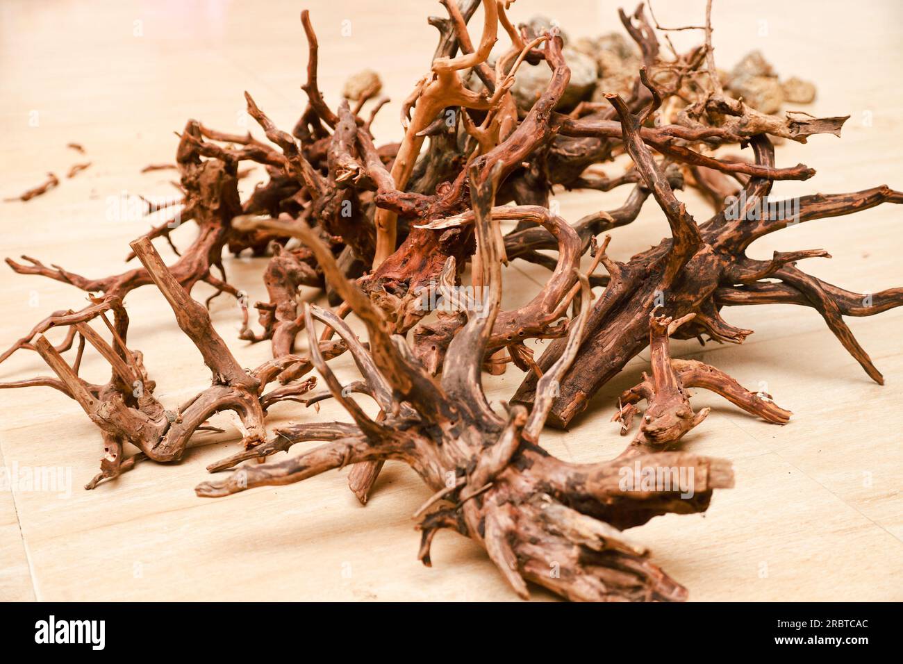 a type of rasamala wood whose roots are usually taken to be used in ...