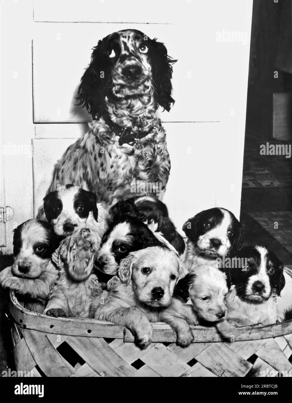 United States: 1947. "Freckles" rolls her eyes as she watches over her ...