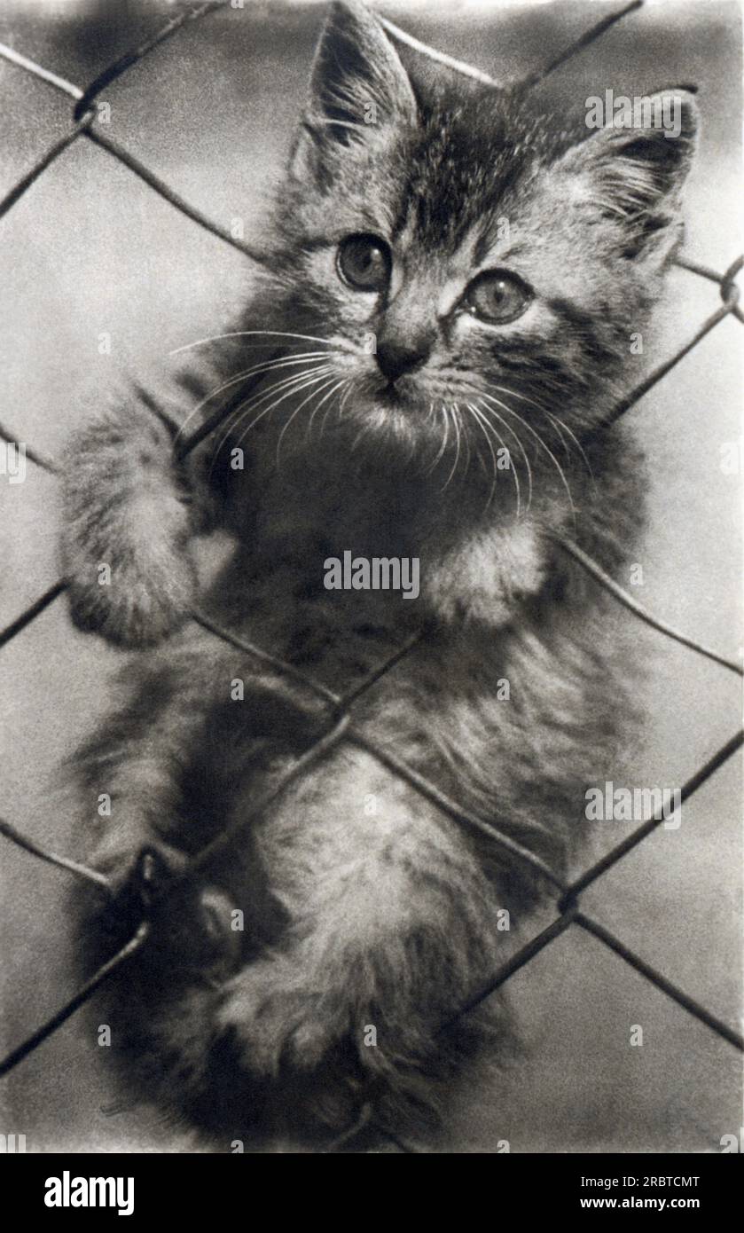 United States: c. 1950 A kitten peers through a chain link fence Stock ...