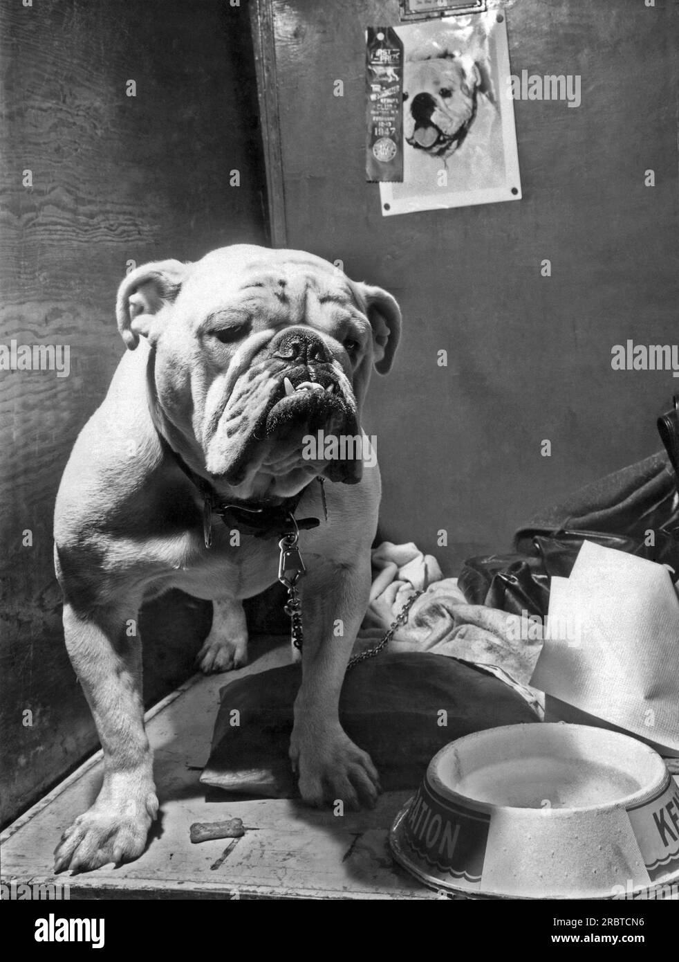 New York, New York: February, 1947. Cover Boy, the winner of the ...