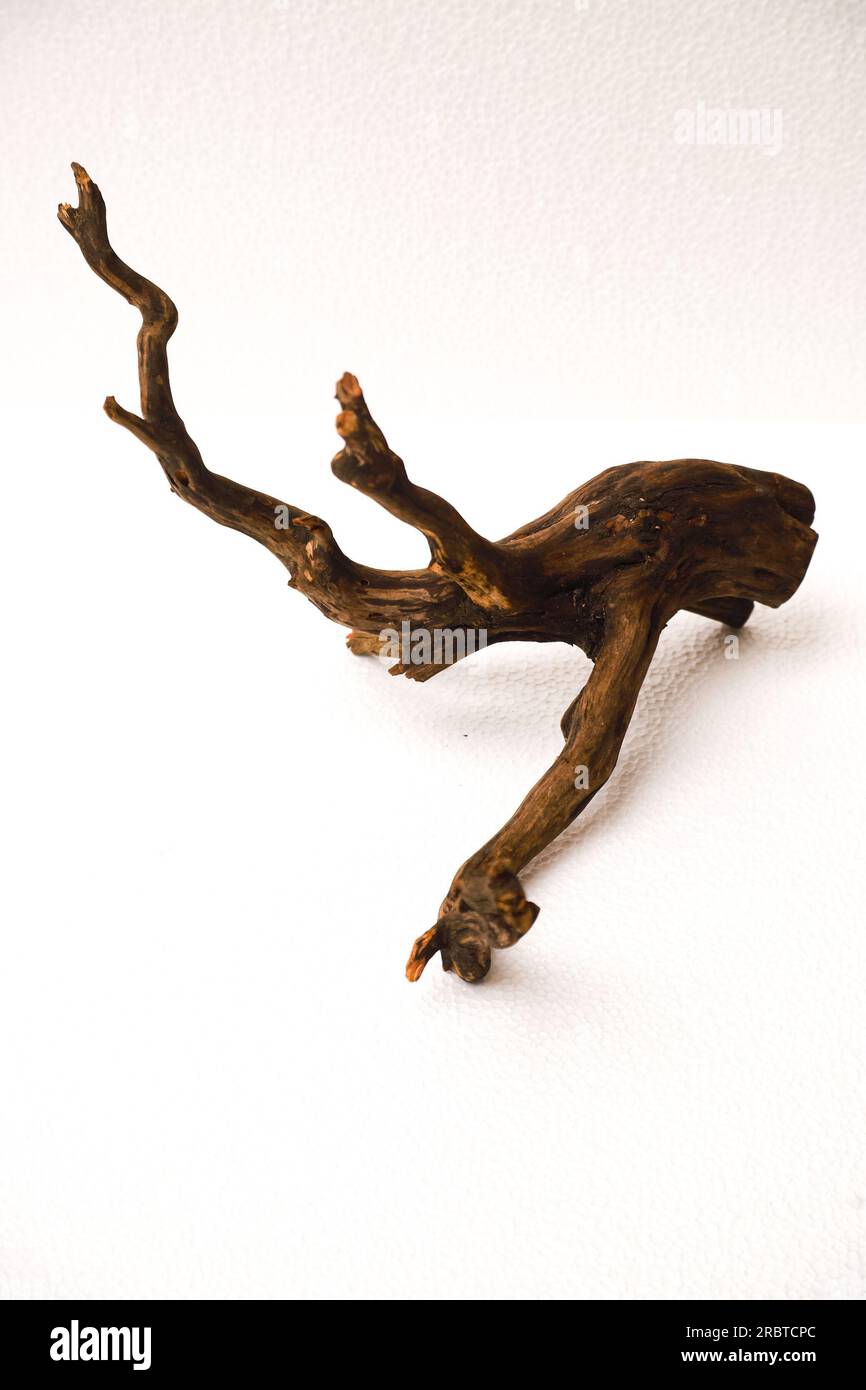 a type of rasamala wood whose roots are usually taken to be used in ...