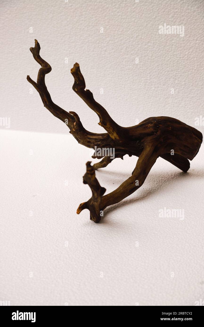 a type of rasamala wood whose roots are usually taken to be used in ...