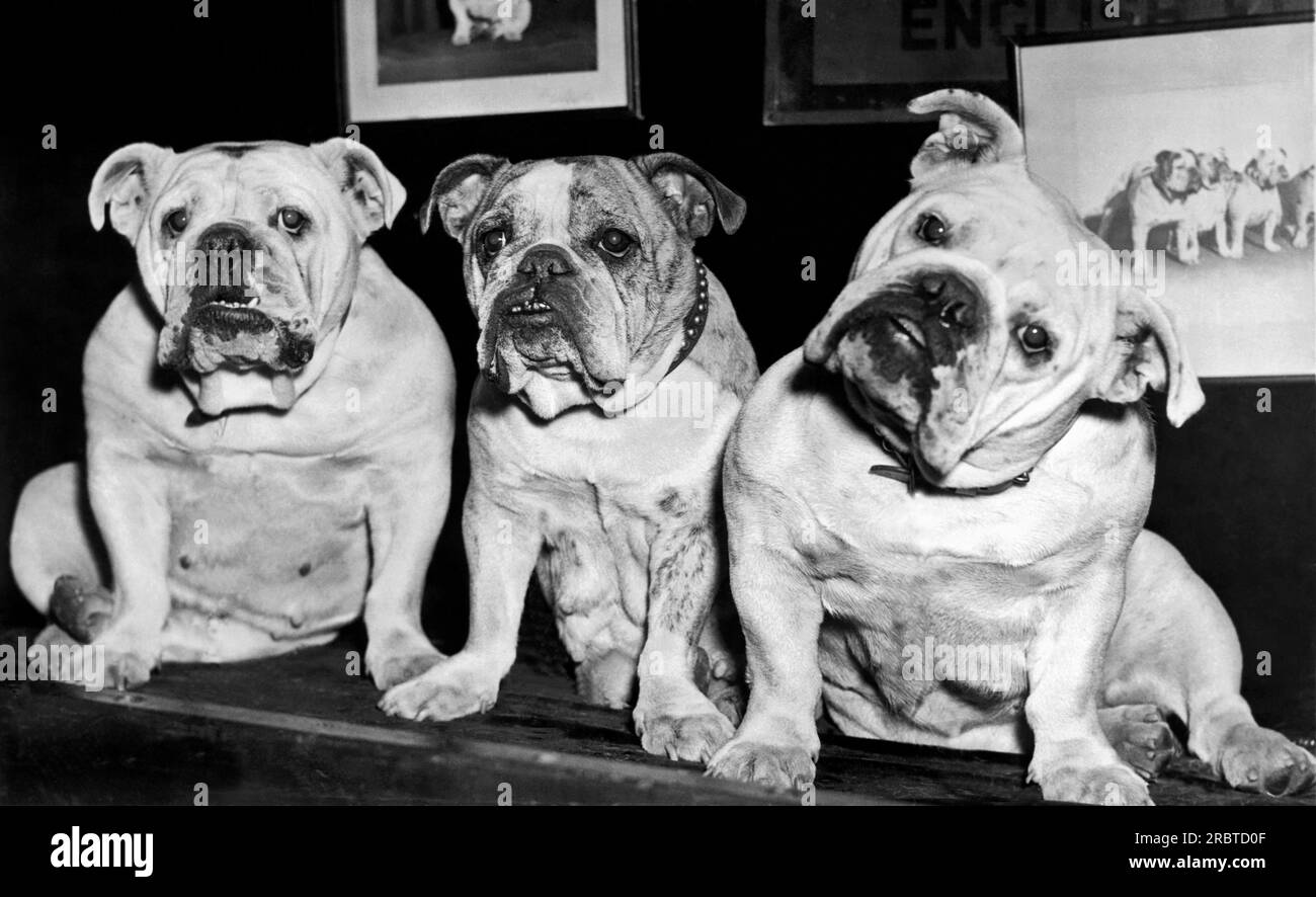 New York, New York: 1937. Three English bulldogs view the passerbys at ...