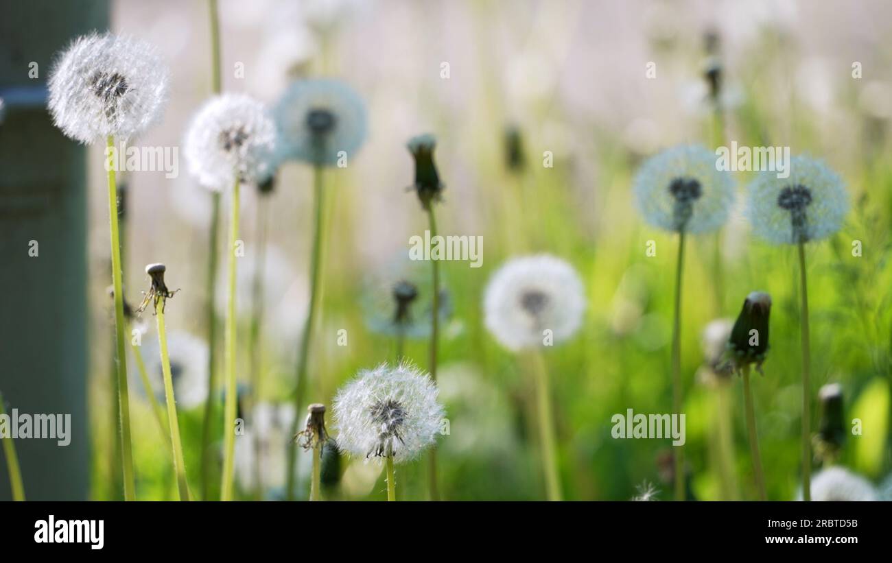 Sere flowers hi-res stock photography and images - Alamy