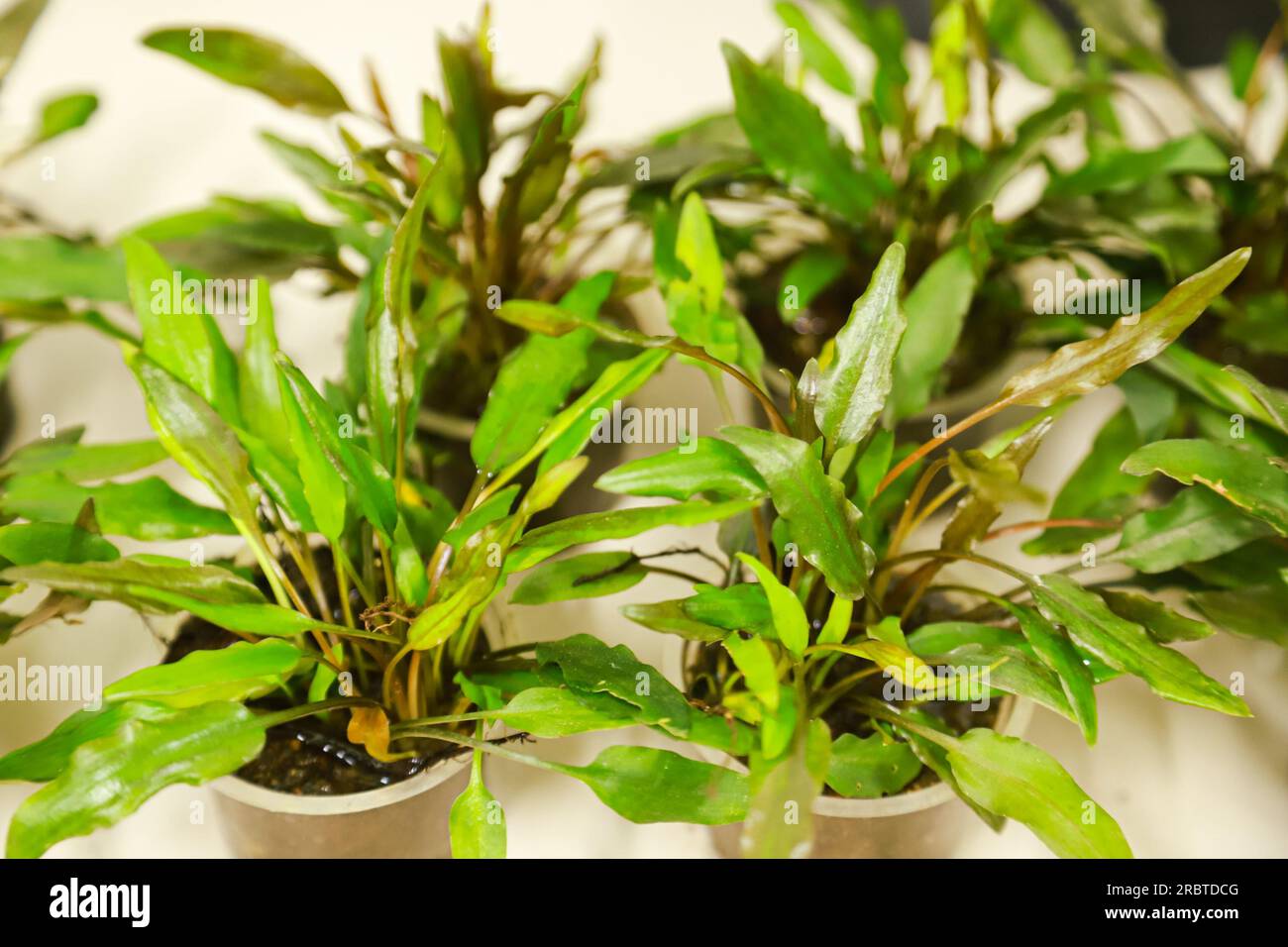 Amazon sword type plants are often used in aquascapes because they are ...